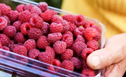 Kerben, Buah Beri Asli dari Indonesia – Suara Surabaya